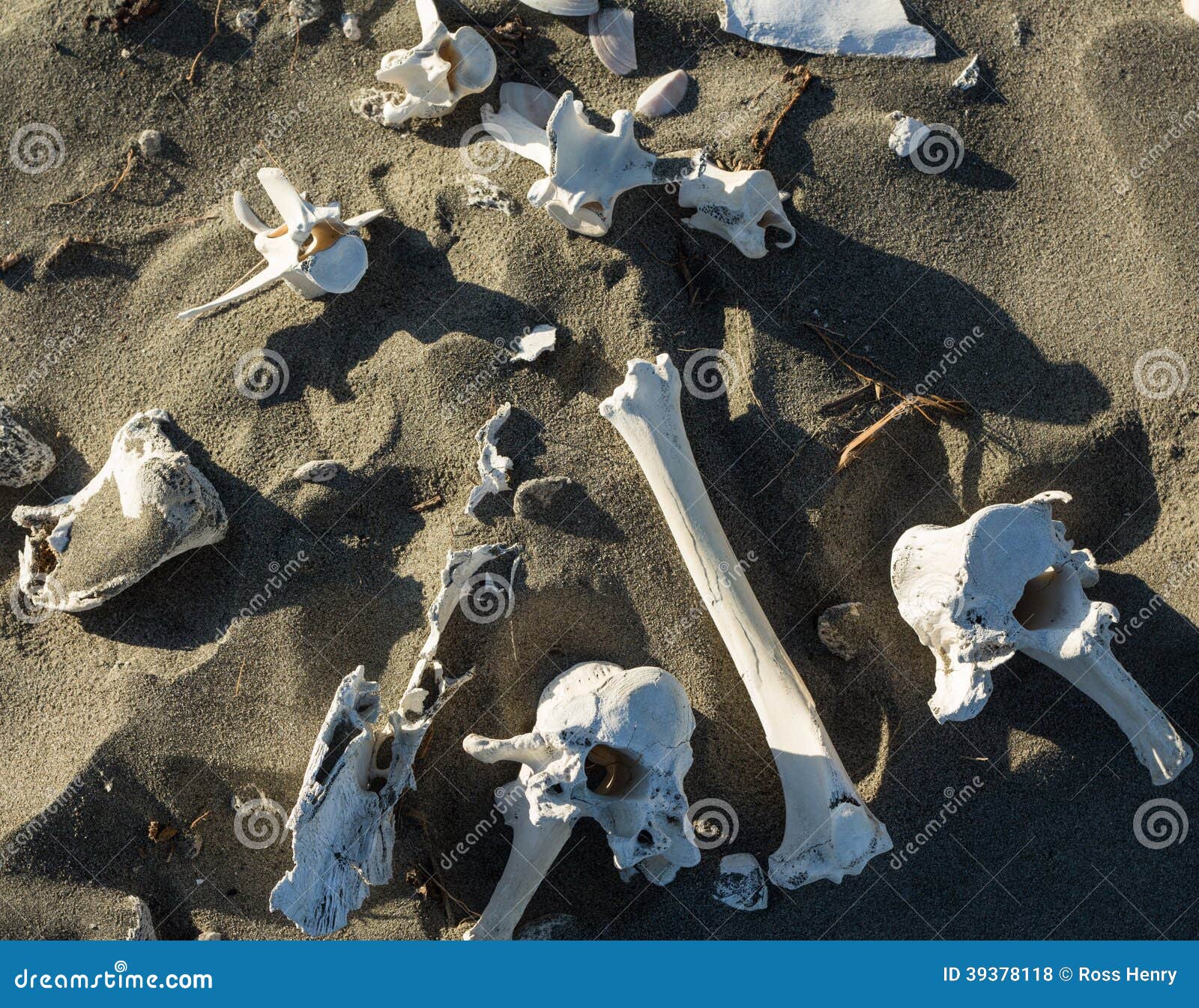 Mixed Bone Remains stock photo. Image of nature, sand - 39378118
