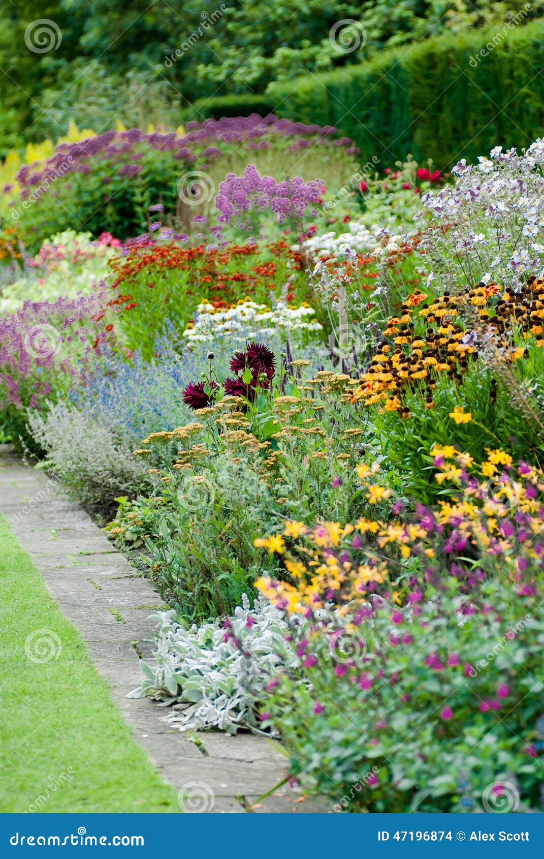 Mixed border stock photo. Image of border, garden, annuals - 47196874