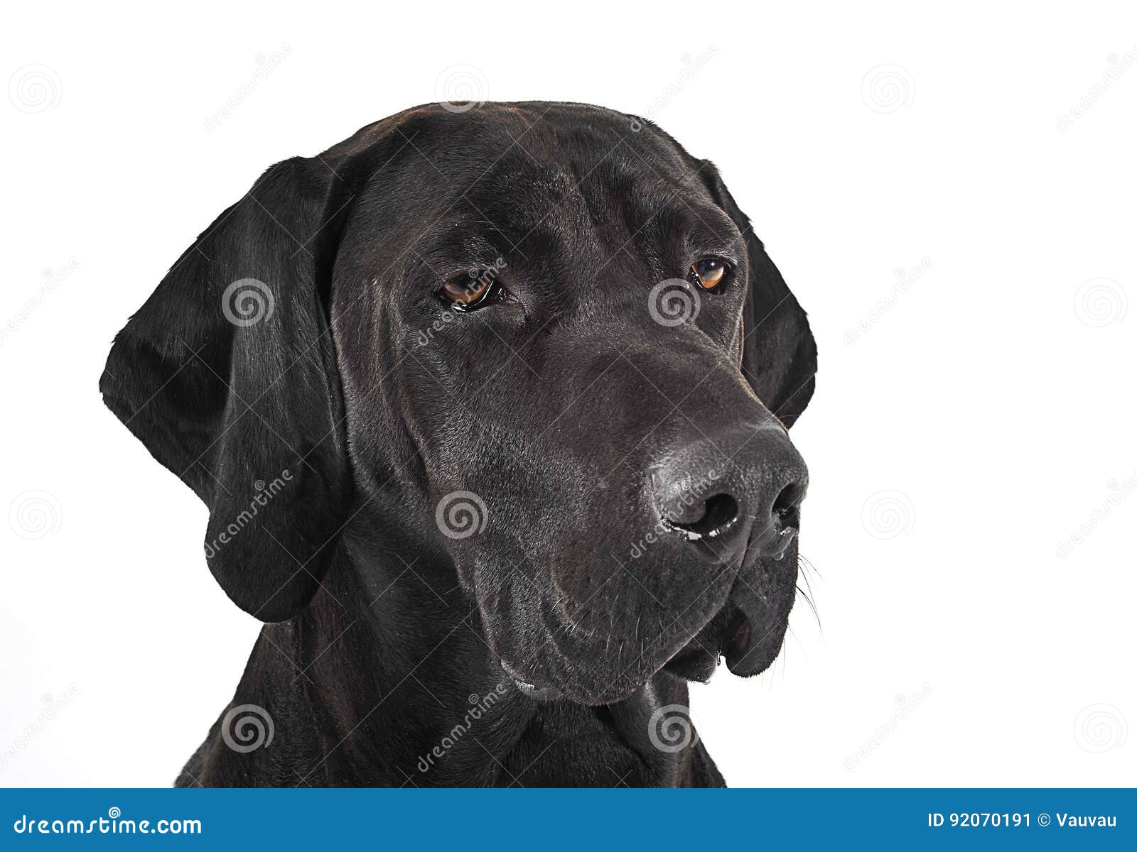 Mixed Breed Black Dog Portrait in a White Studio Stock Image - Image of ...