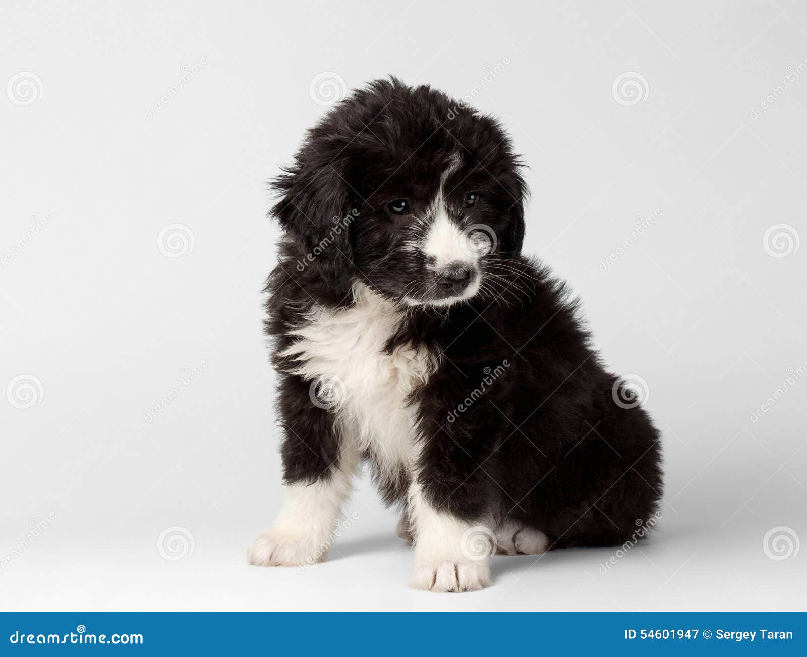 Mixed Breed Black Puppy Sits and Looking Pity Isolated Stock Image ...