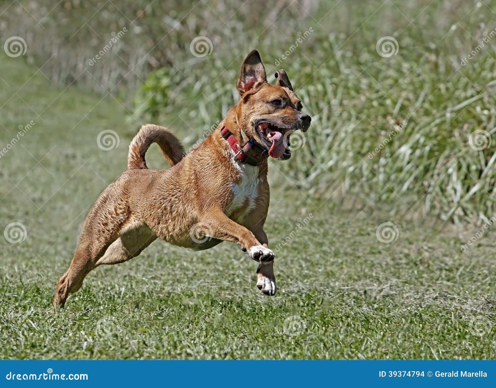 Mixed Breed Boxer Rhodesian Ridgeback Mixed Breed Dog Stock Photo ...