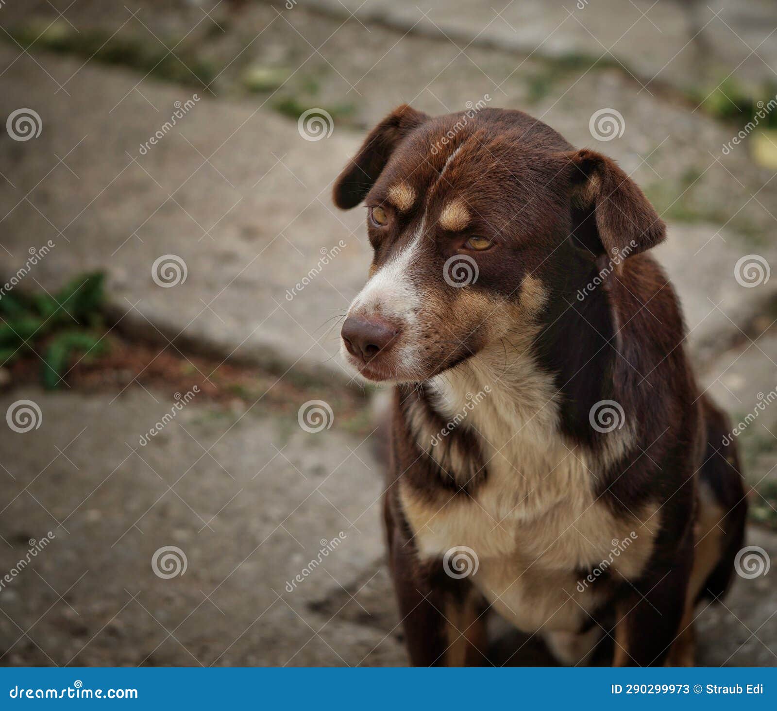 Mixed Breed Brown Dog Portrait Stock Image - Image of portrait, brown ...