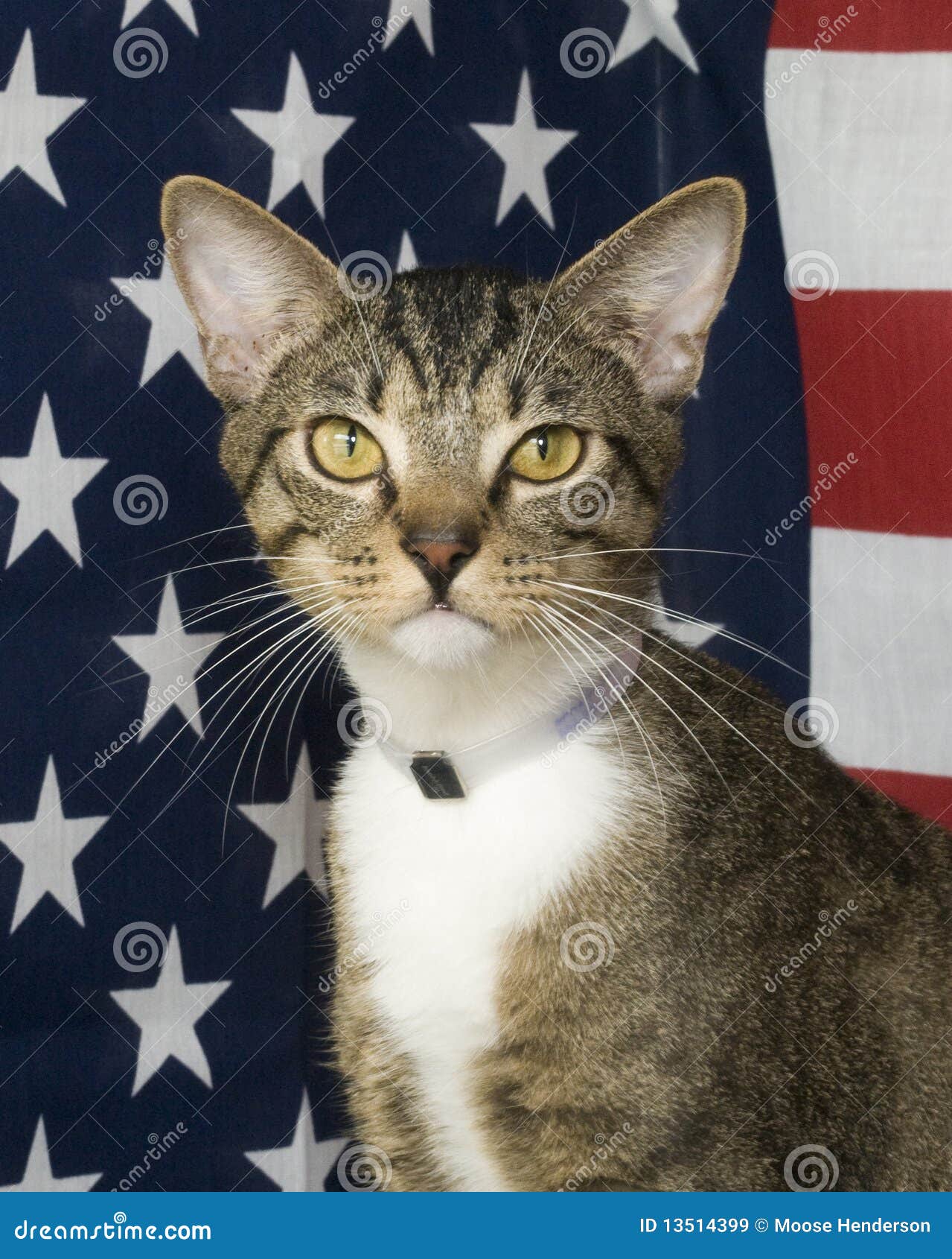 Mixed breed cat stock image. Image of mixed, fleas, collar - 13514399