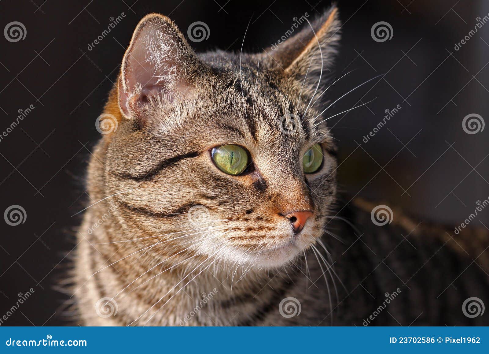 Mixed-breed cat stock photo. Image of themes, mammal - 23702586