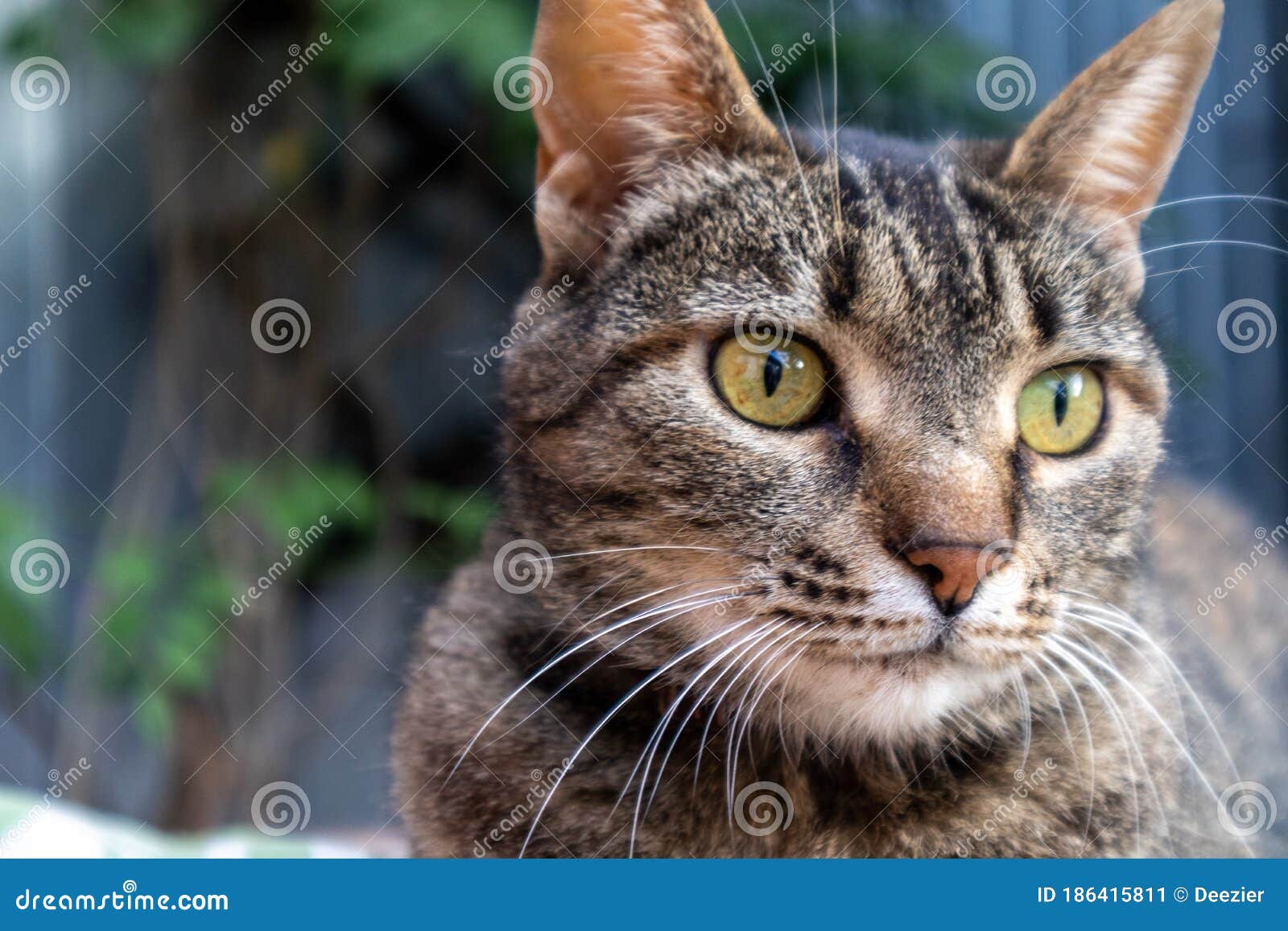 Mixed breed cat stock image. Image of kitten, wildcat - 186415811