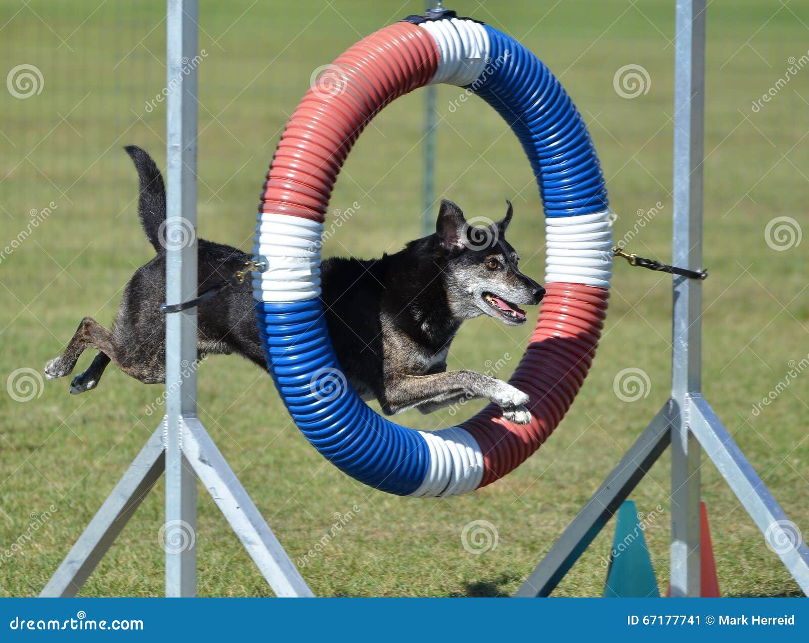 Mixed-Breed Dog at Agility Trial Stock Image - Image of leap, medium ...
