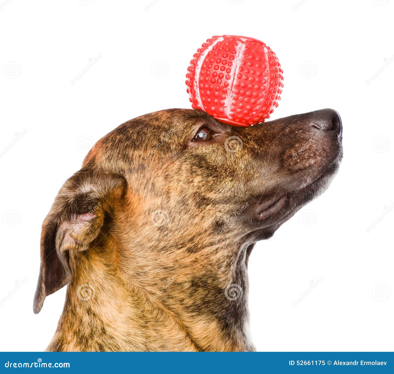 Mixed Breed Dog Balancing Ball on Nose. Isolated Stock Image - Image of ...