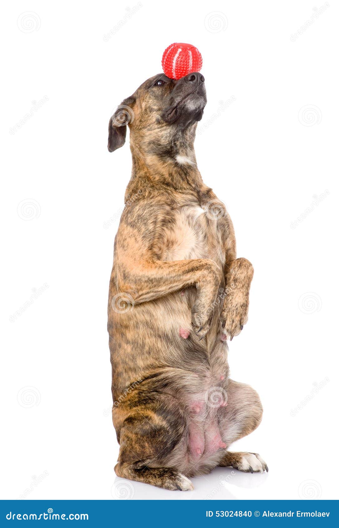 Dog Balancing Ball Stock Photos - Free & Royalty-Free Stock Photos from ...
