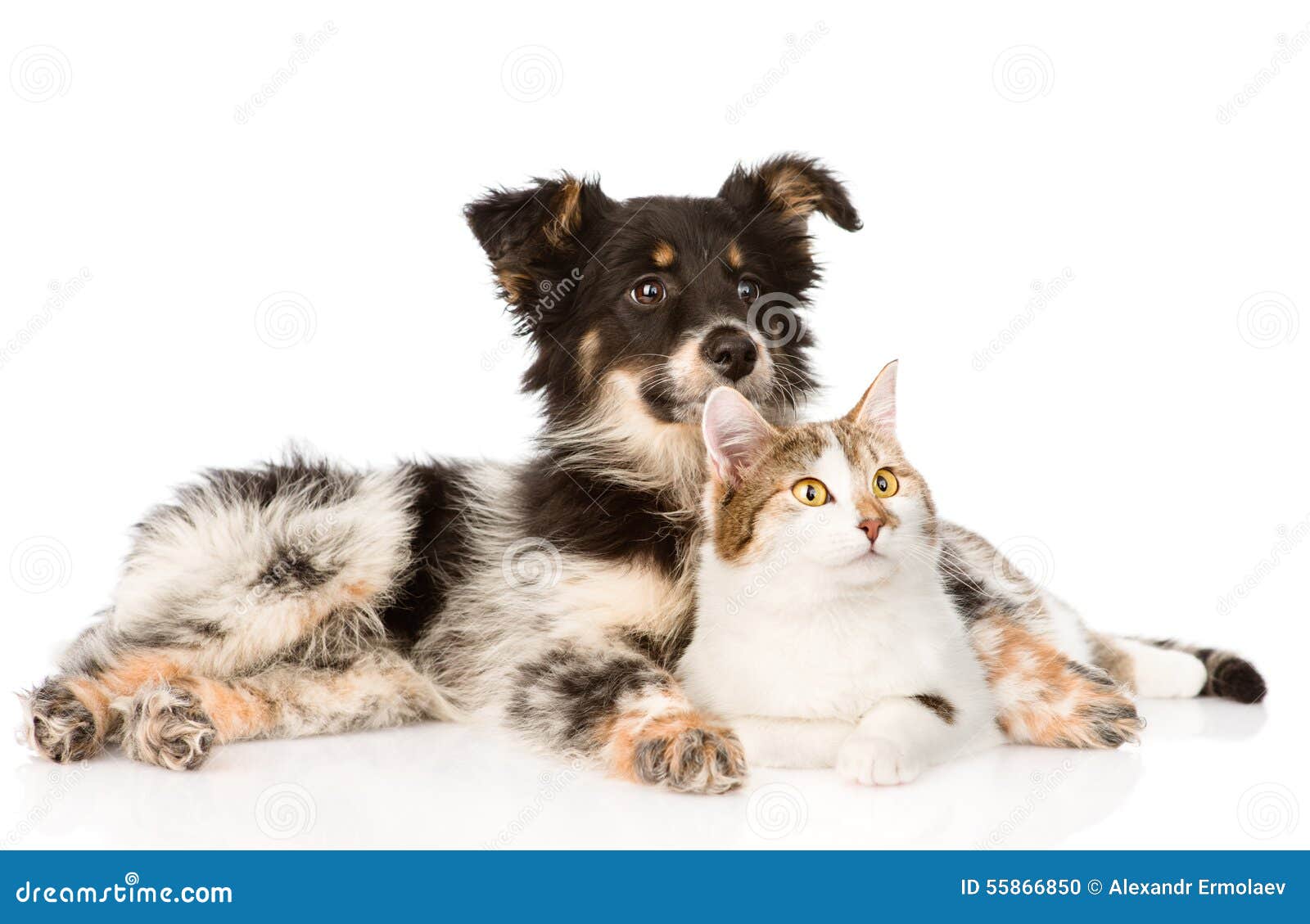 Dog And Cat Mixed Breed