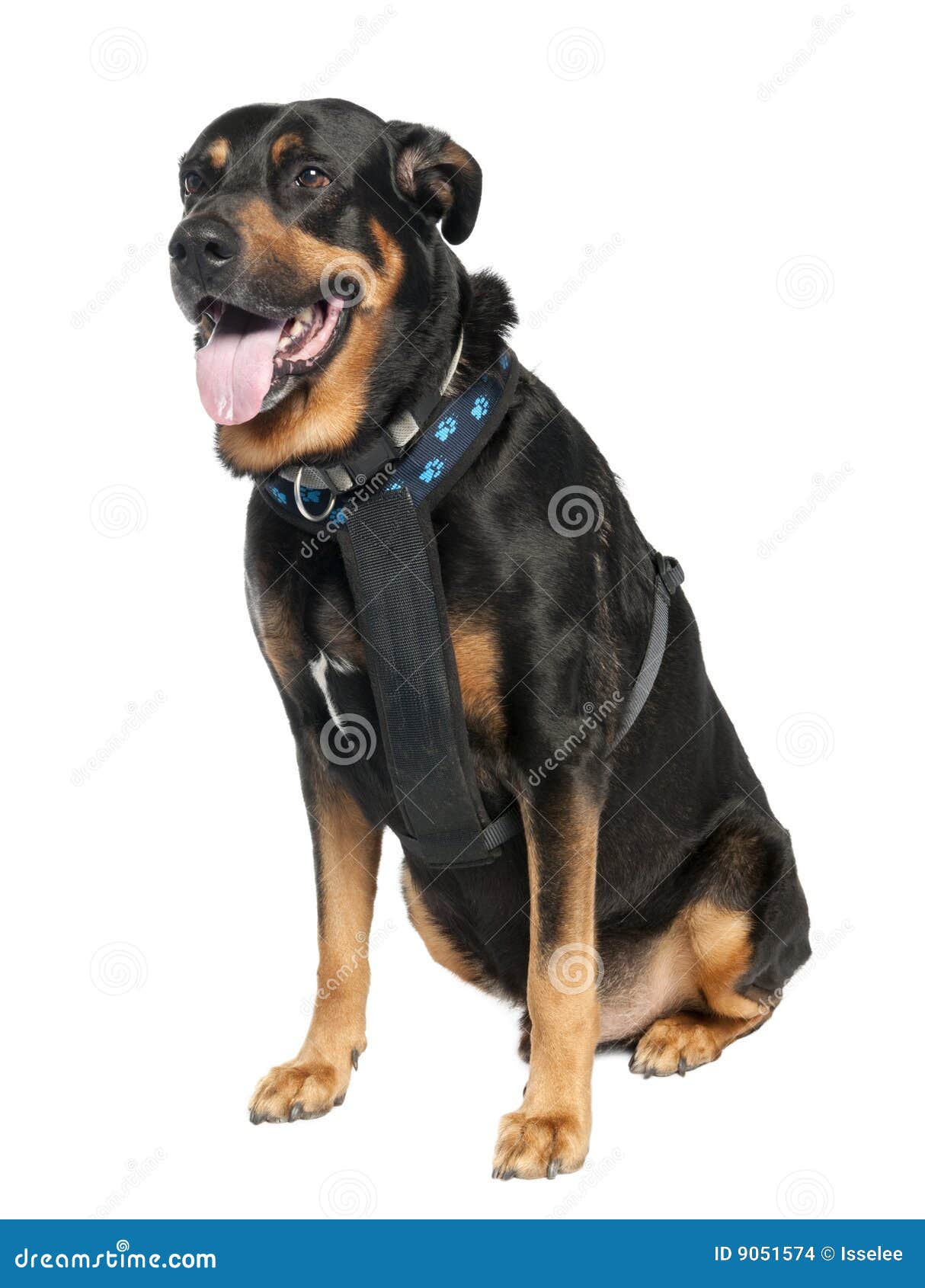 Mixed-Breed Dog Between A Doberman And A German Sh Stock Photo - Image ...