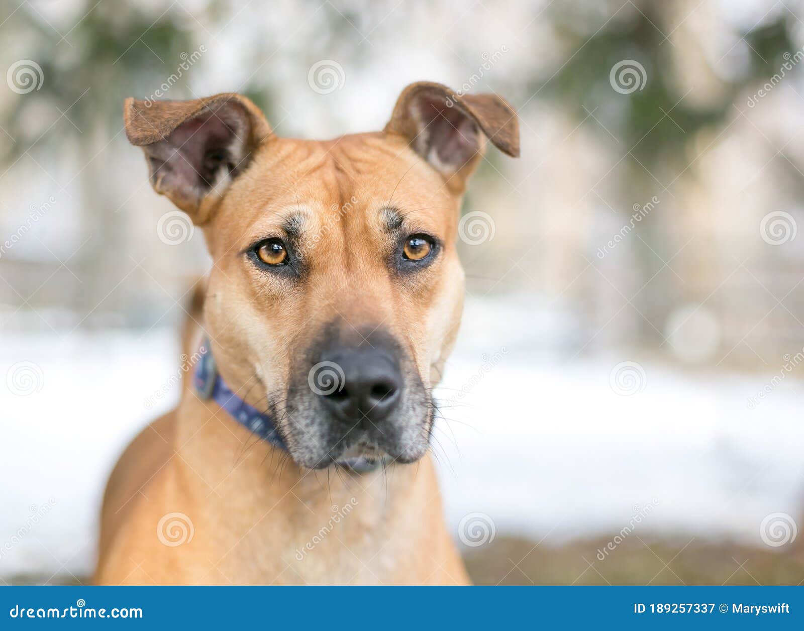 A Mixed Breed Dog with Floppy Ears Outdoors with Snow in the Background ...