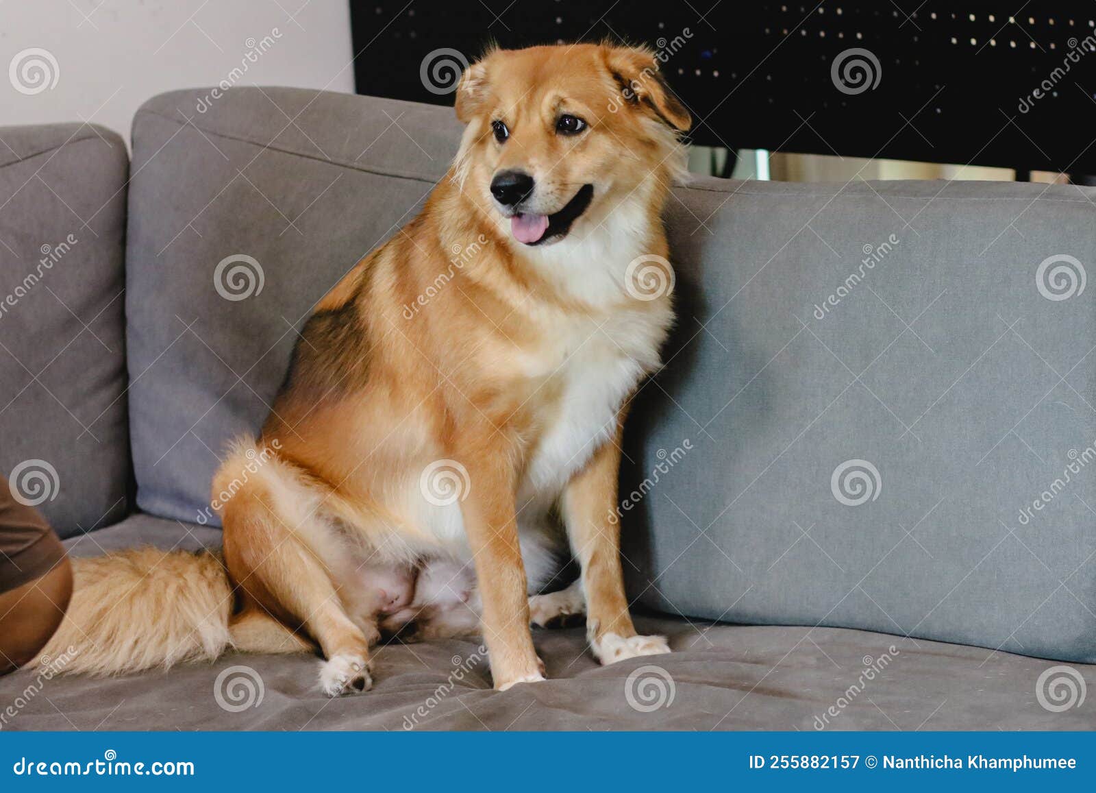 A Mixed Breed Dog with Folded Ear Sitting in Sofa Stock Image - Image ...