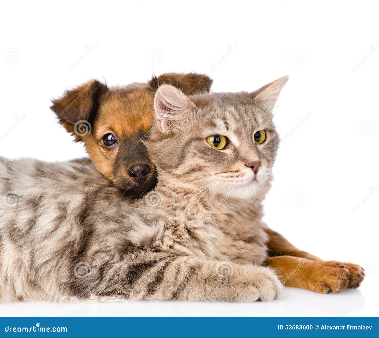 Cat Dog Mix For Sale at Nicholas Heaton blog