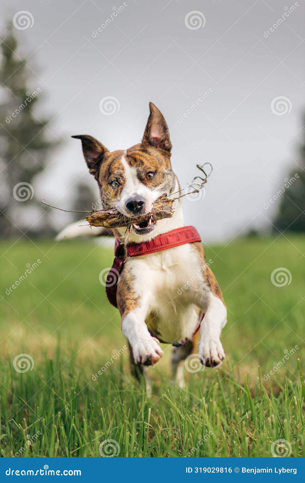 Jumping Stick Insect Walking On A The Lush Vegetation Of The Rainforest ...