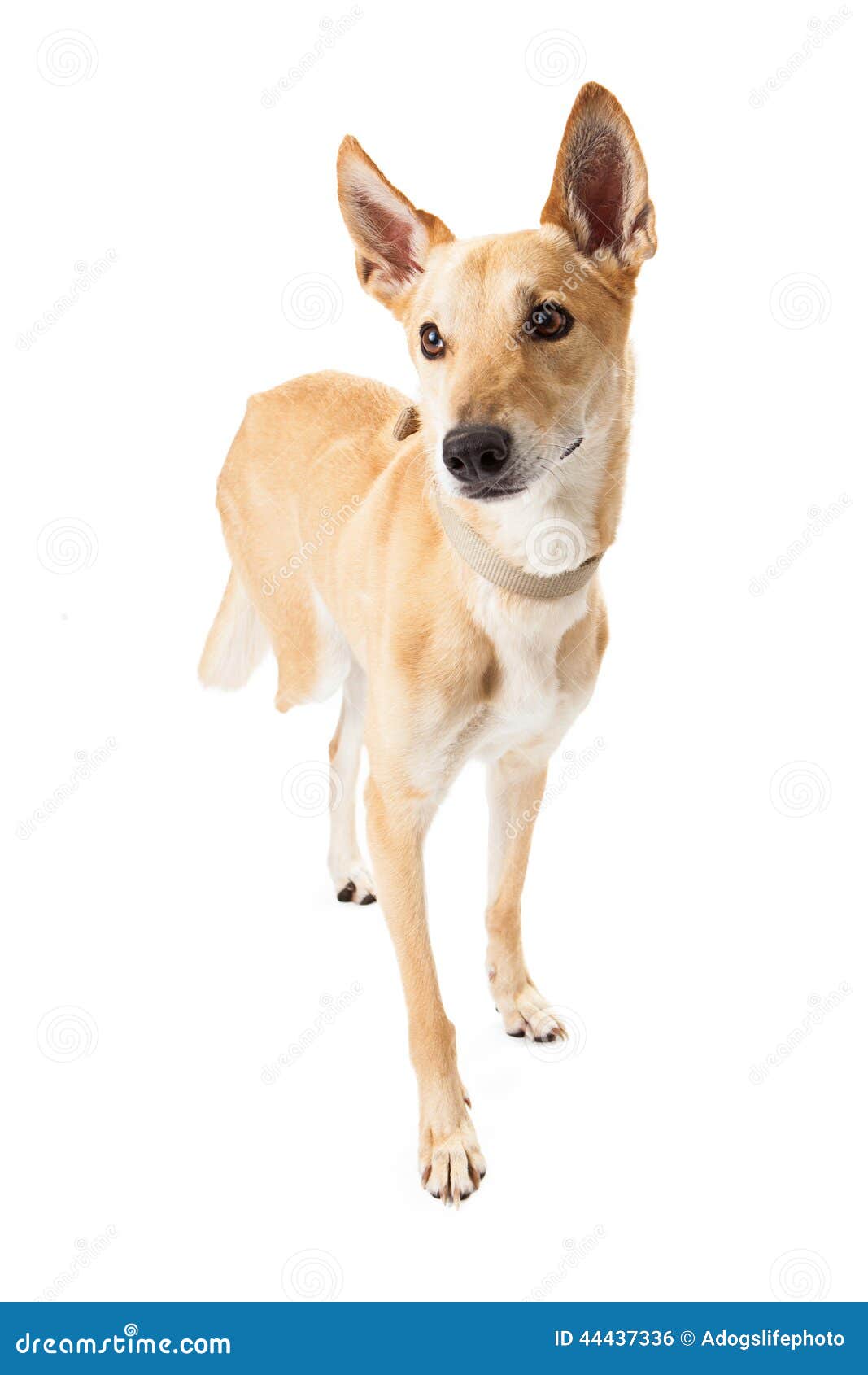 Mixed Breed Dog Missing Leg Stock Photo - Image of mutt, white: 44437336