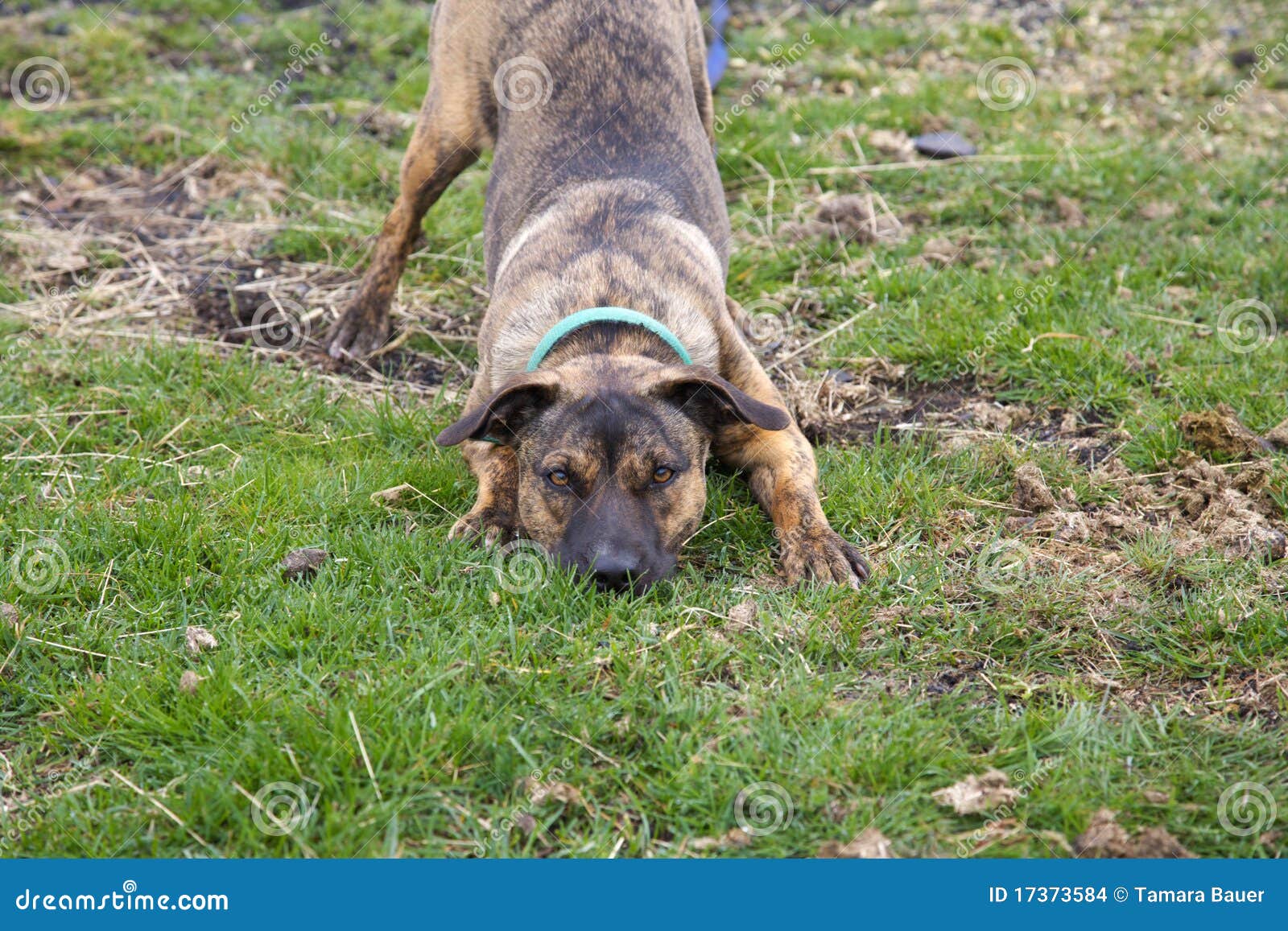 Mixed Breed Dog Play Bowing Stock Photo - Image of yard, black: 17373584