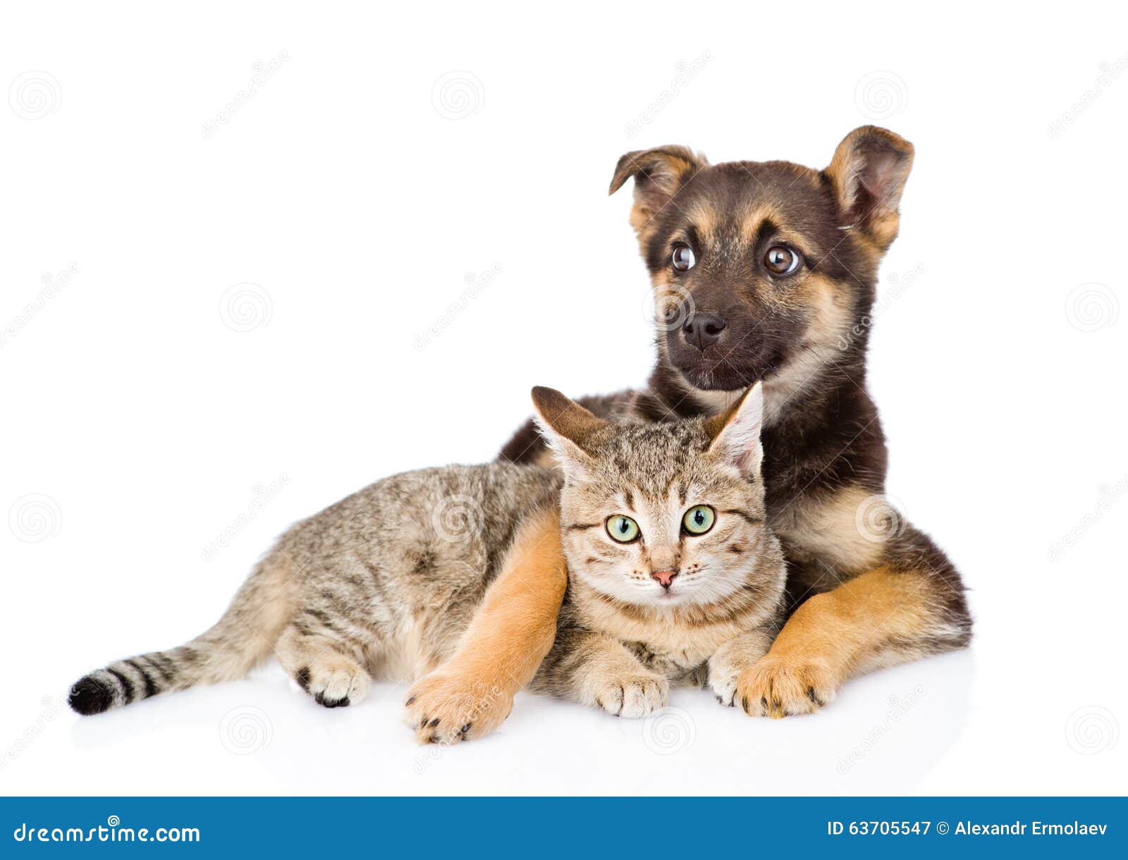 Mixed Breed Dog and Tabby Cat. Isolated on White Background Stock Image ...