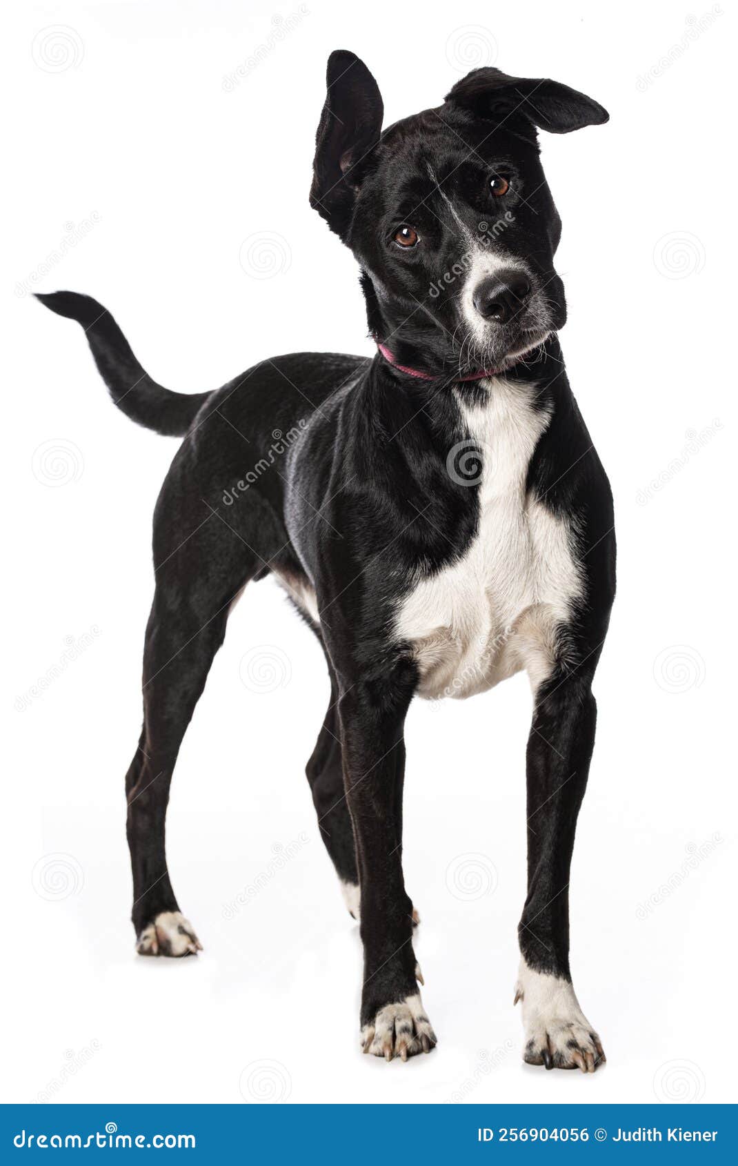 Mixed Breed Dog on White Background Stock Photo - Image of cross ...
