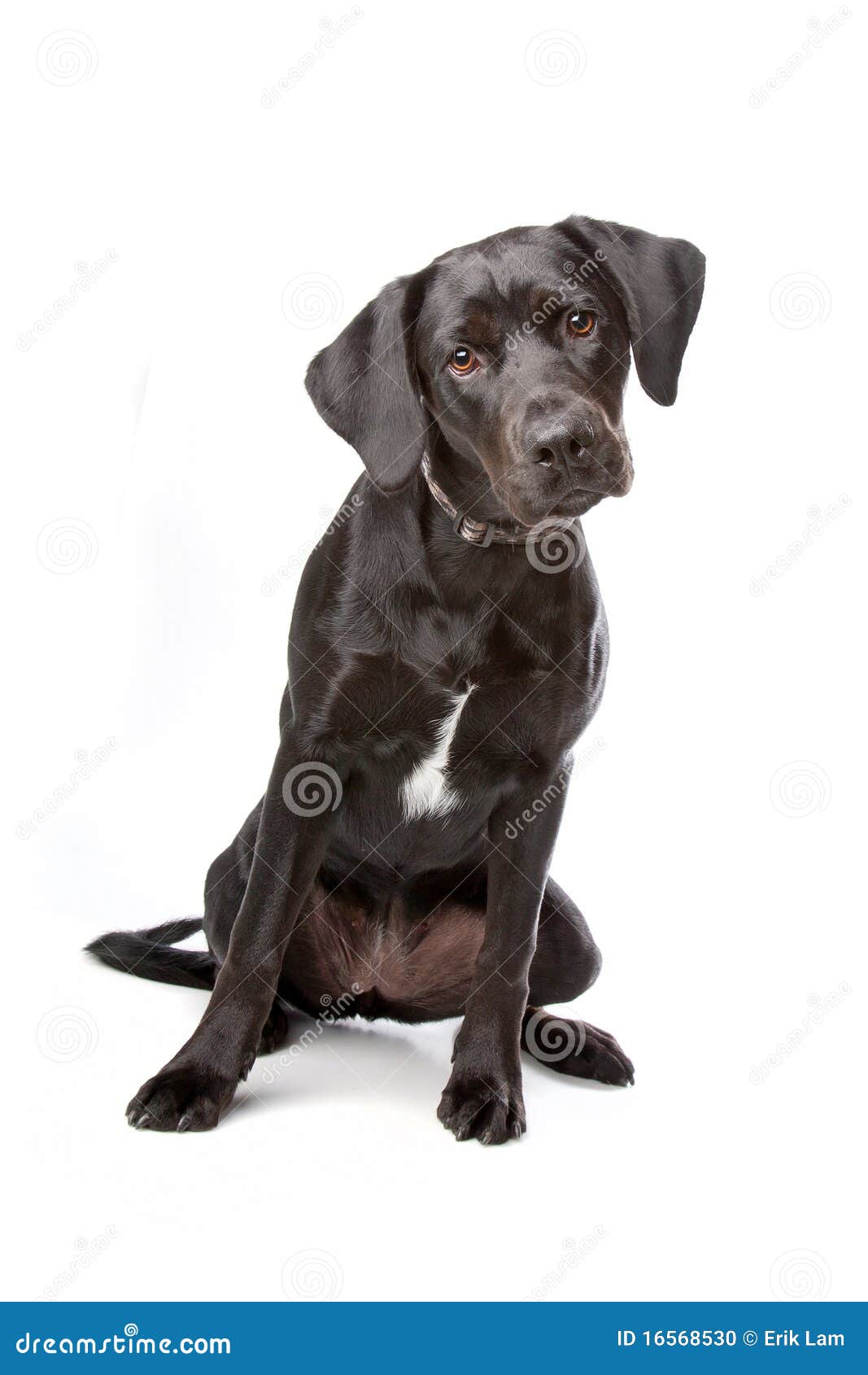 Mixed Breed Labrador Retriever Puppy Stock Photo - Image of shot ...