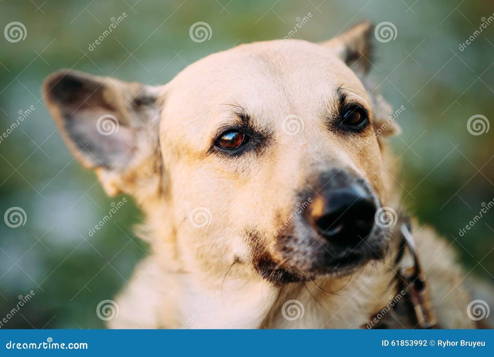 Mixed Breed Medium Size Brown Dog Close Up Stock Photo - Image of ...