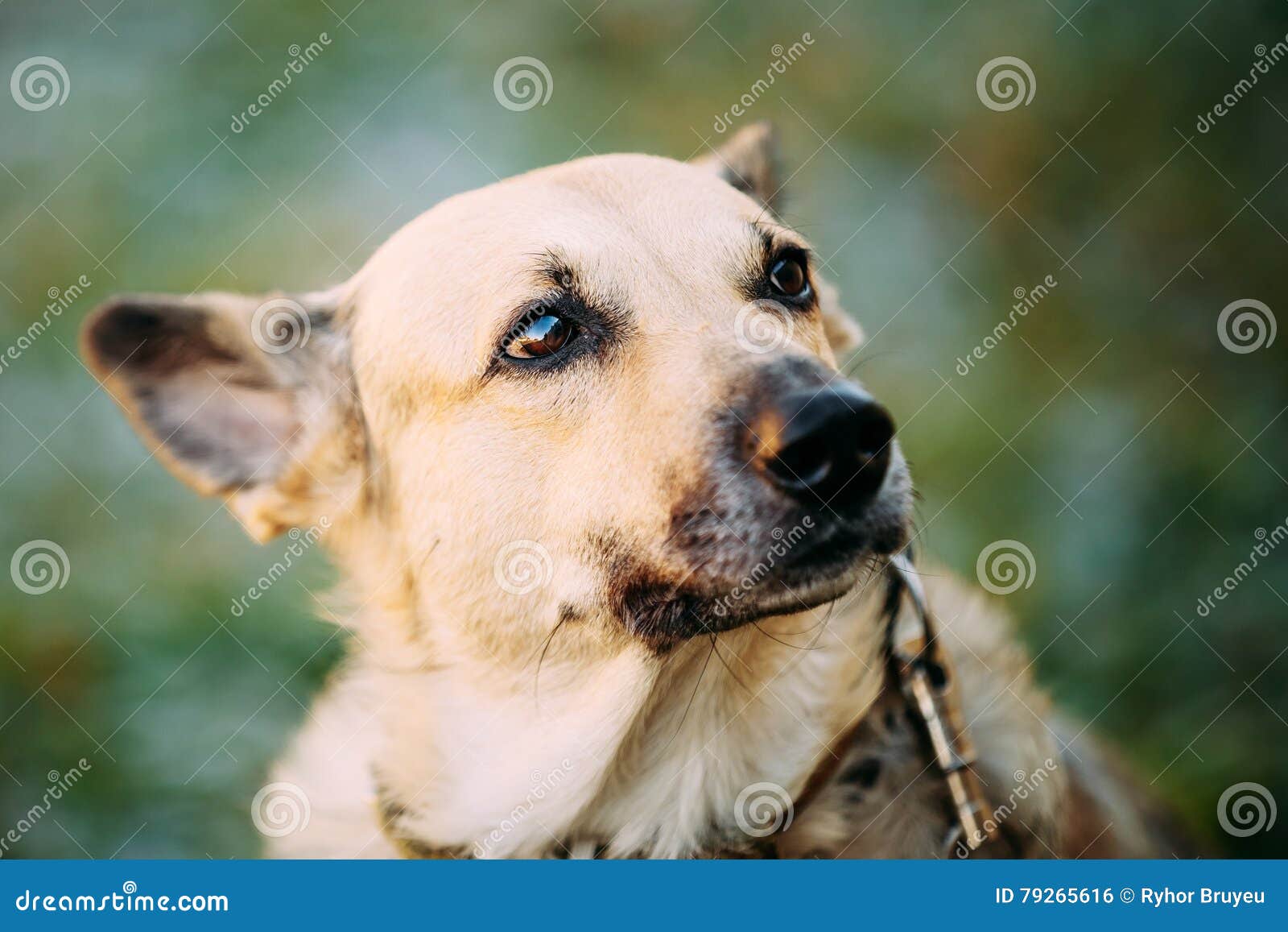 Mixed Breed Medium Size Brown Dog Close Up Stock Photo - Image of brown ...