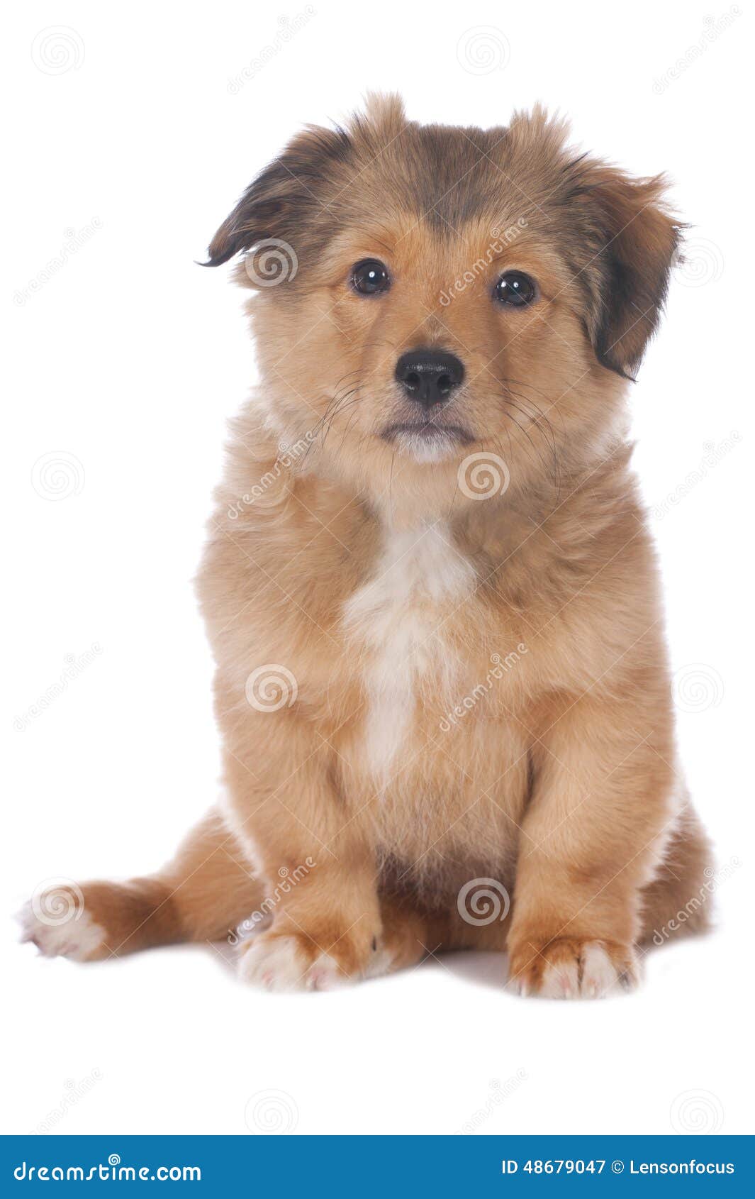 Mixed breed puppy stock image. Image of brown, cute, small - 48679047