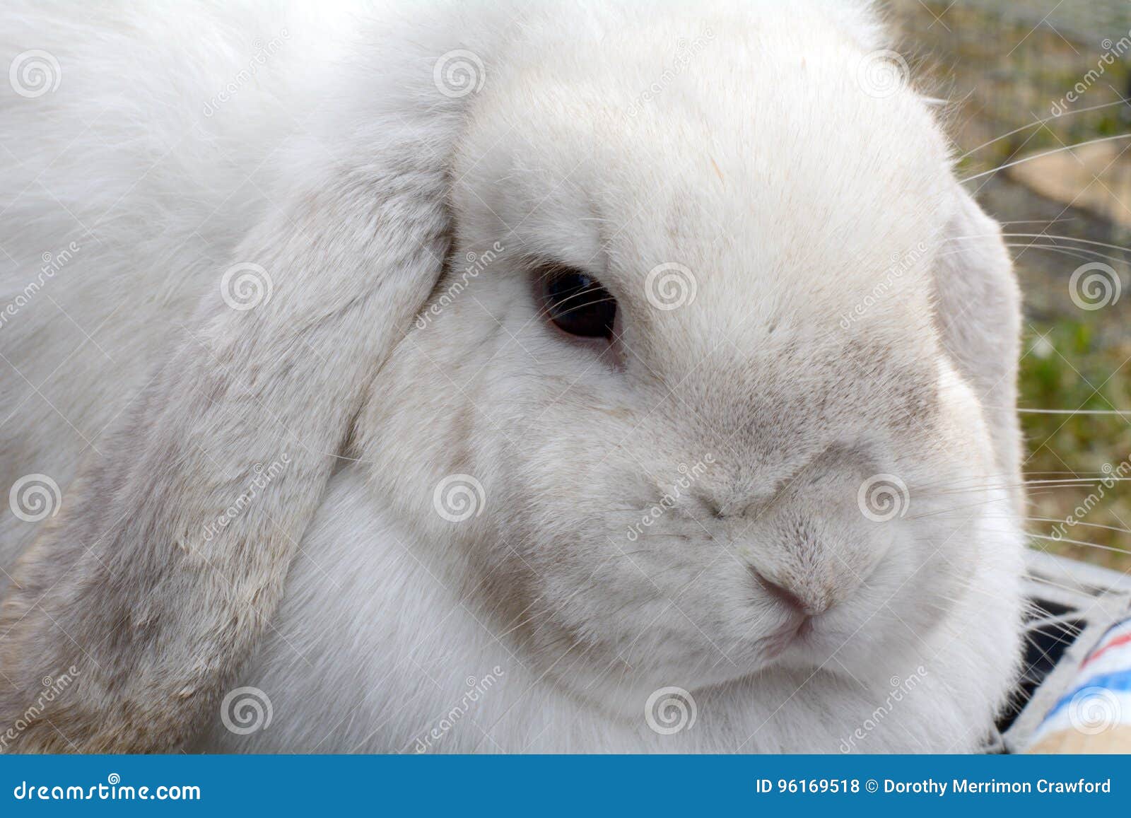 Mixed breed rabbit stock photo. Image of rabbit, grey - 96169518