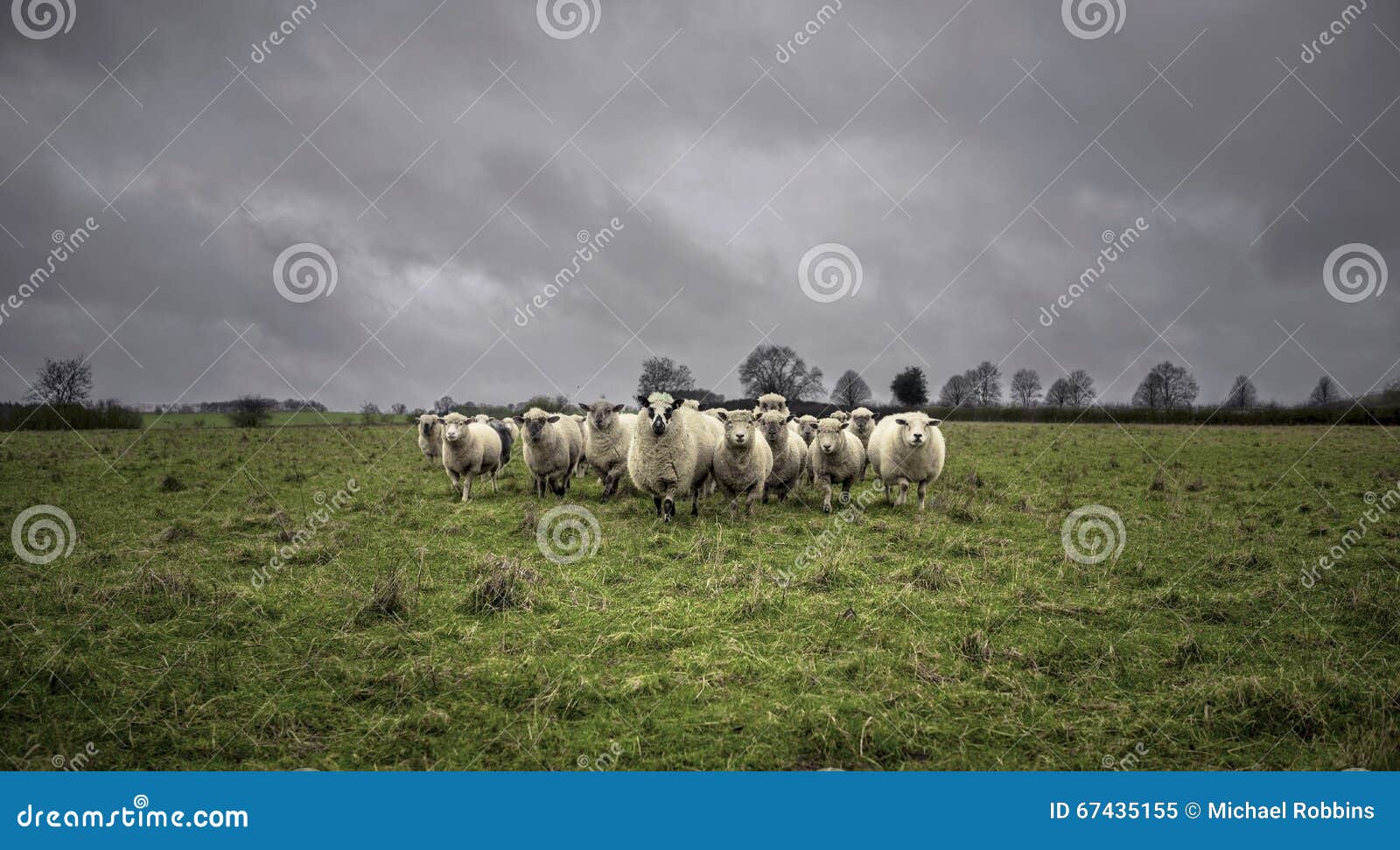 Mixed Breed Sheep stock image. Image of season, sheep - 67435155