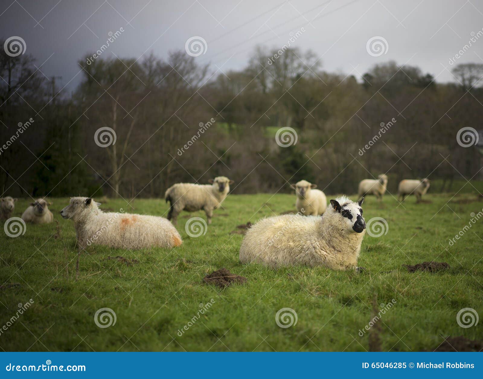 Mixed Breed Sheep stock image. Image of flock, farm, gloucestershire ...