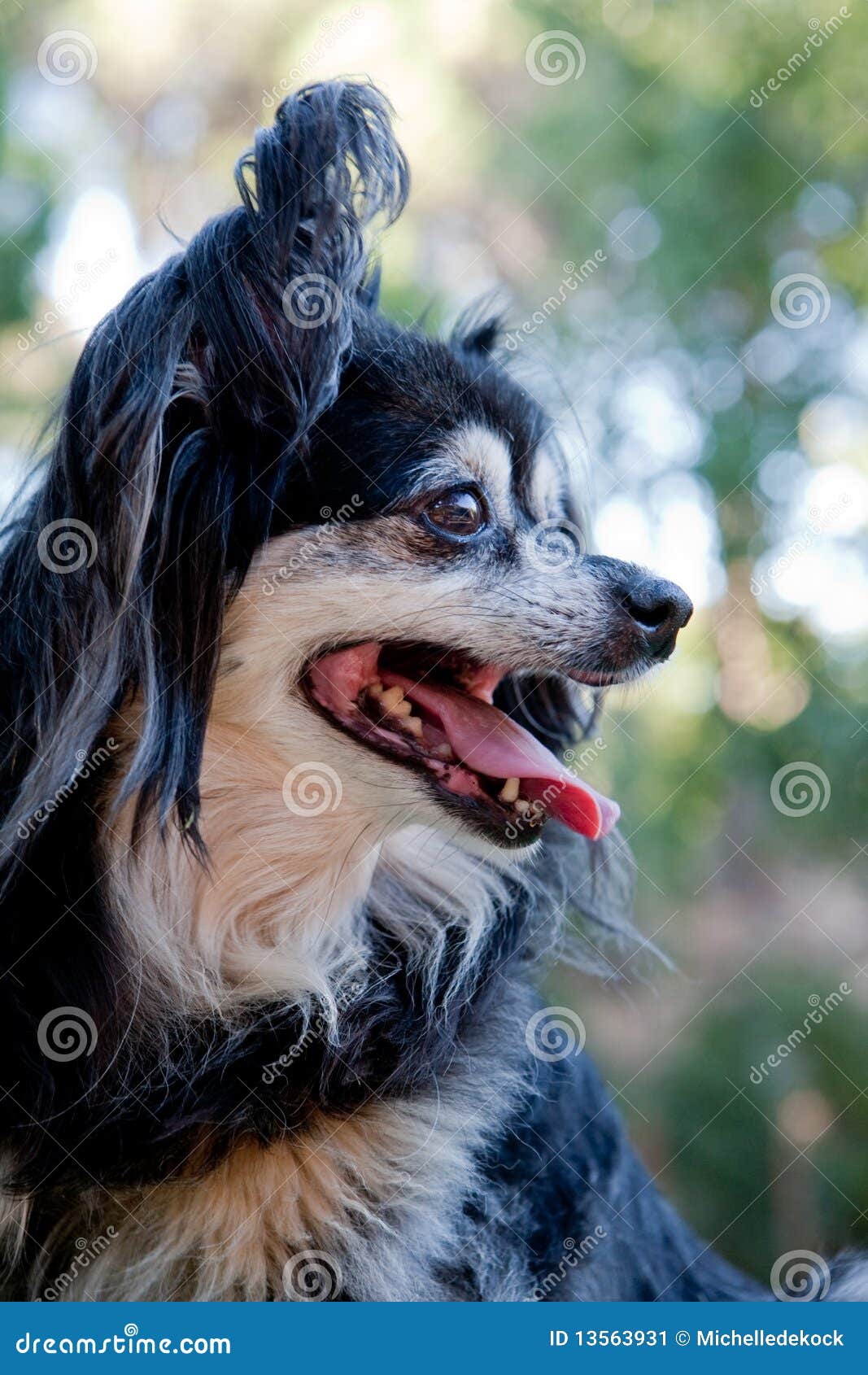 Mixed breed Toy Pom stock image. Image of doggies, forest - 13563931