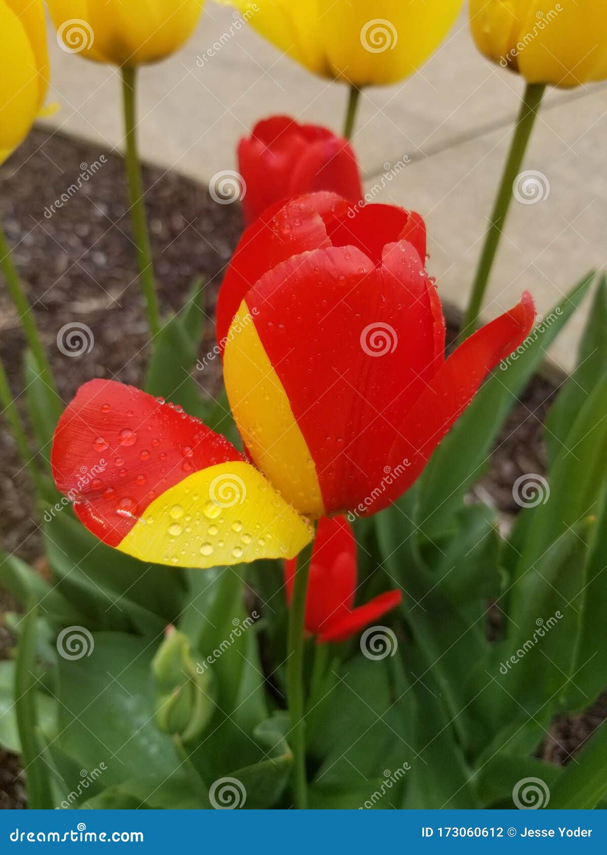 A Mixed Breed Tulip stock photo. Image of yellow, mixed - 173060612