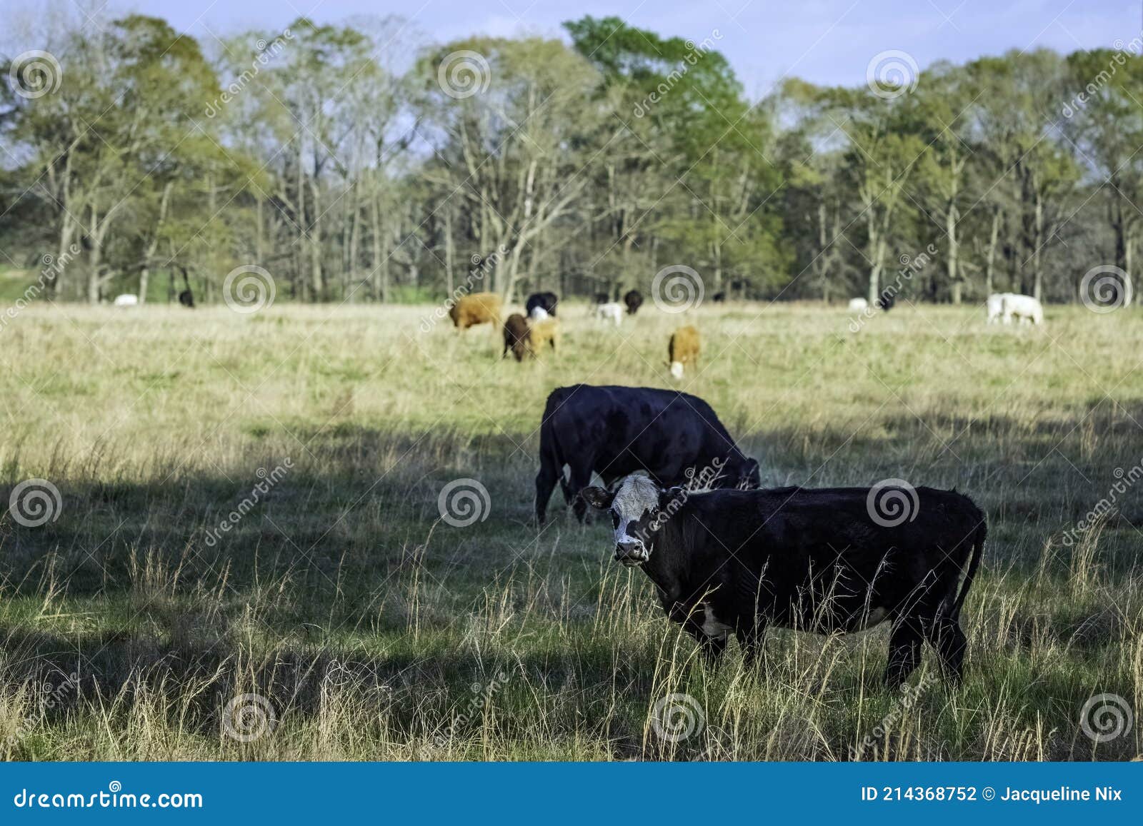 Mixed Breeds of Cattle in Springtime Pasture Stock Photo - Image of ...