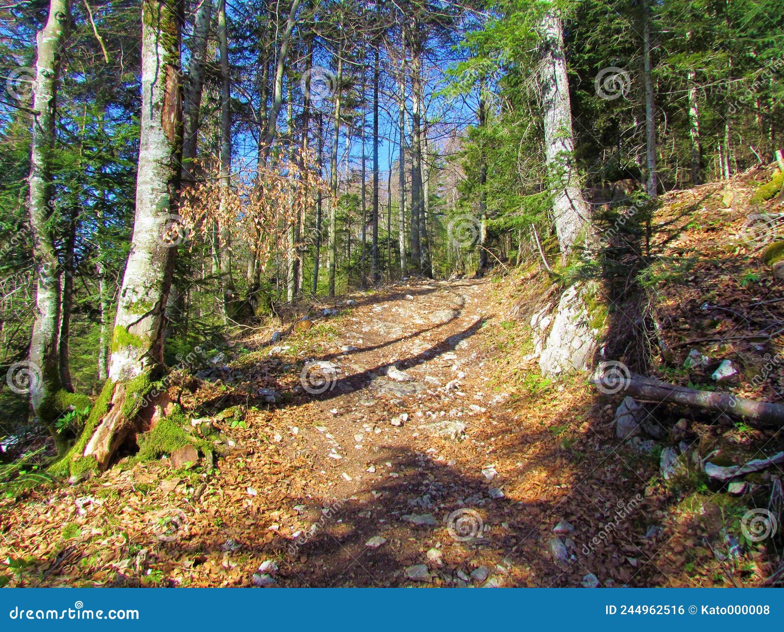 Mixed Broadleaf and Conifer Forest with Bare Trees Stock Photo - Image ...
