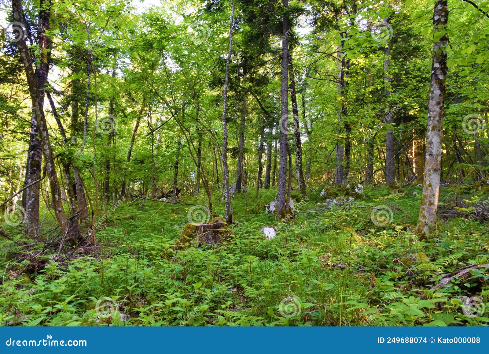 Mixed Broadleaf and Conifer Temperate Forest Stock Photo - Image of ...