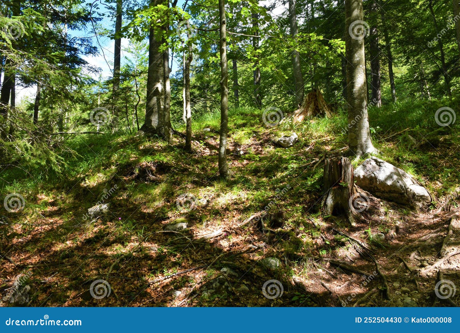 Mixed Broadleaf and Conifer Temperate Forest Stock Photo - Image of ...