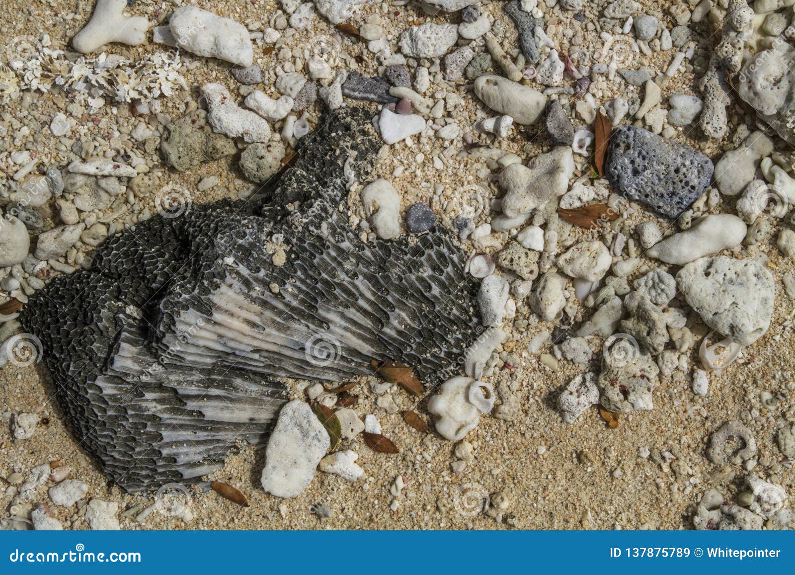 Broken corals on the beach stock image. Image of color - 137875789