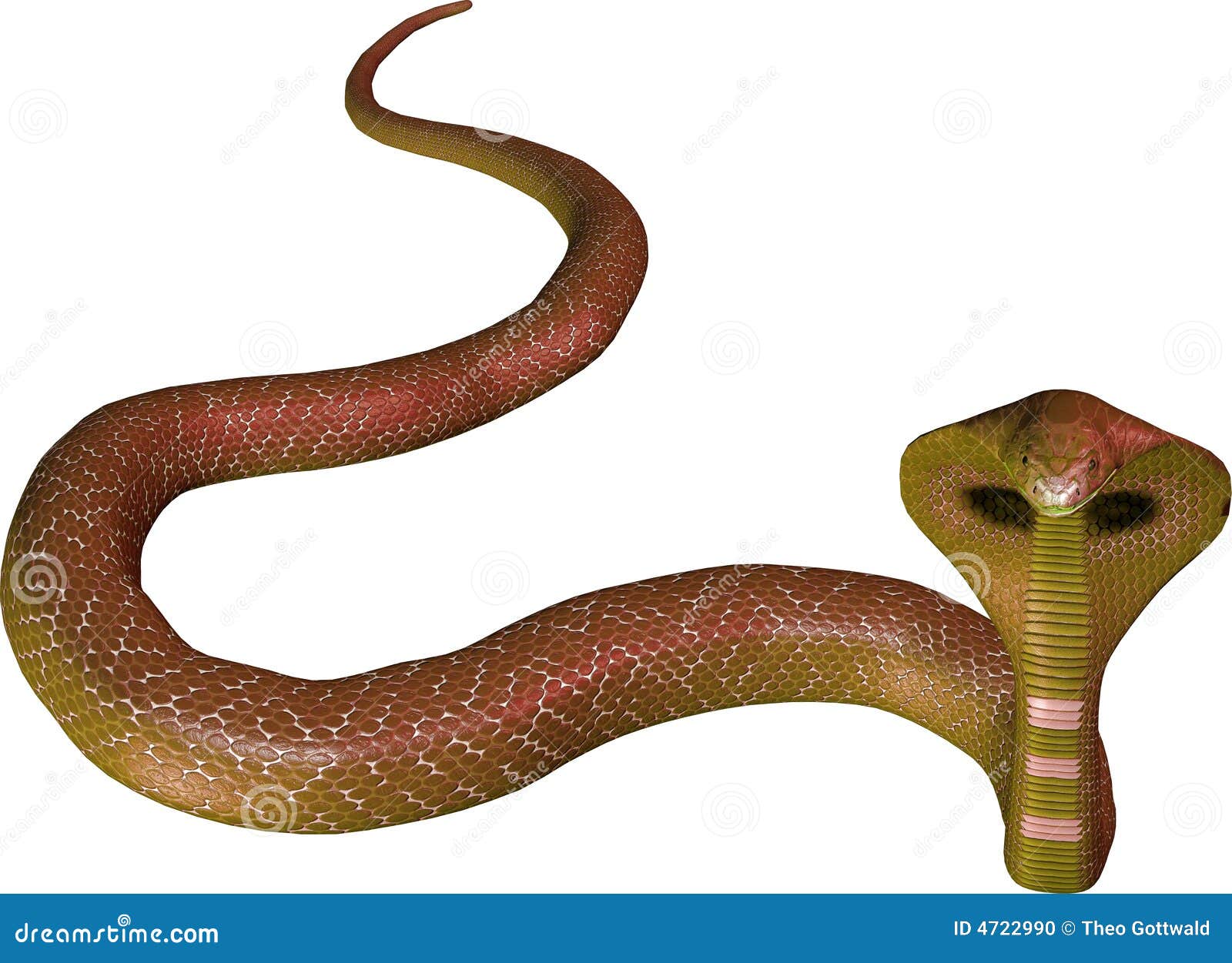 Mixed-brown cobra snake stock illustration. Illustration of cobra - 4722990