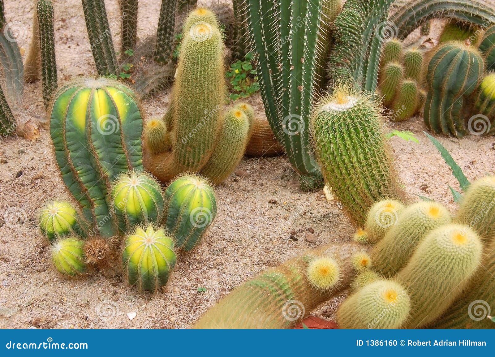 Mixed cacti stock photo. Image of dune, sand, thorn, species - 1386160