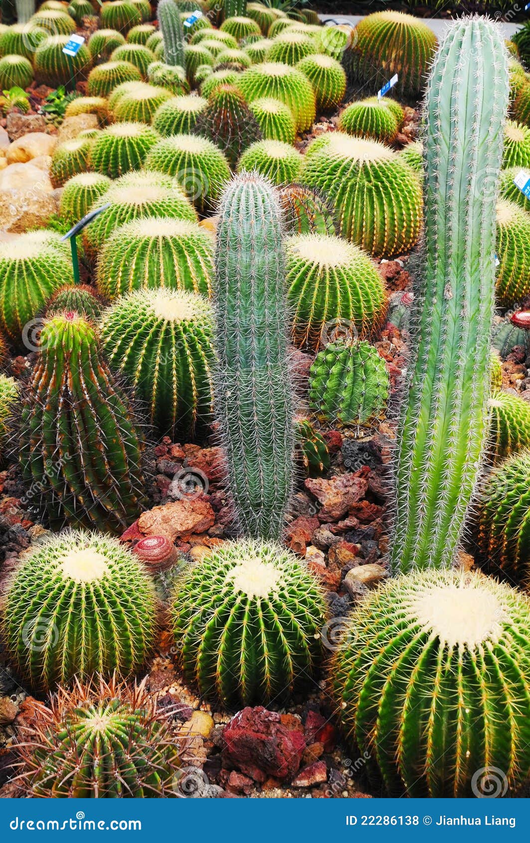 Mixed Cacti in a Greenhouse Stock Photo - Image of variety ...