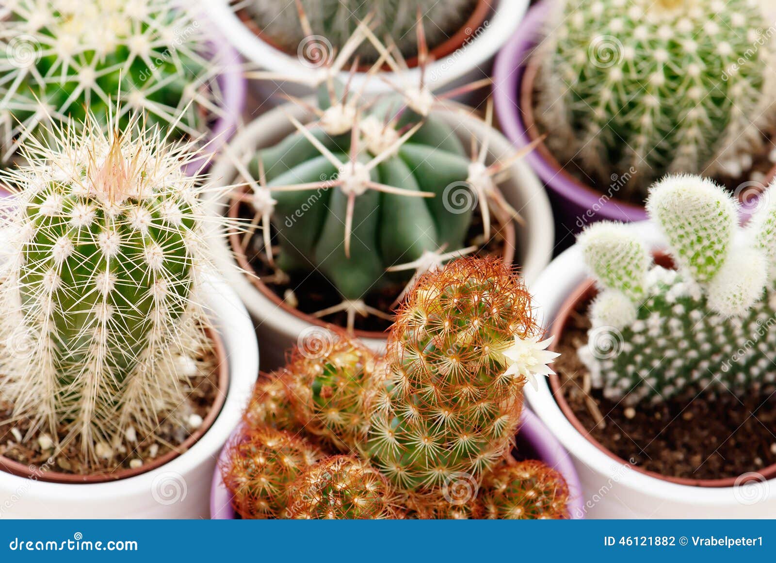 Mixed cacti stock photo. Image of green, floral, background - 46121882