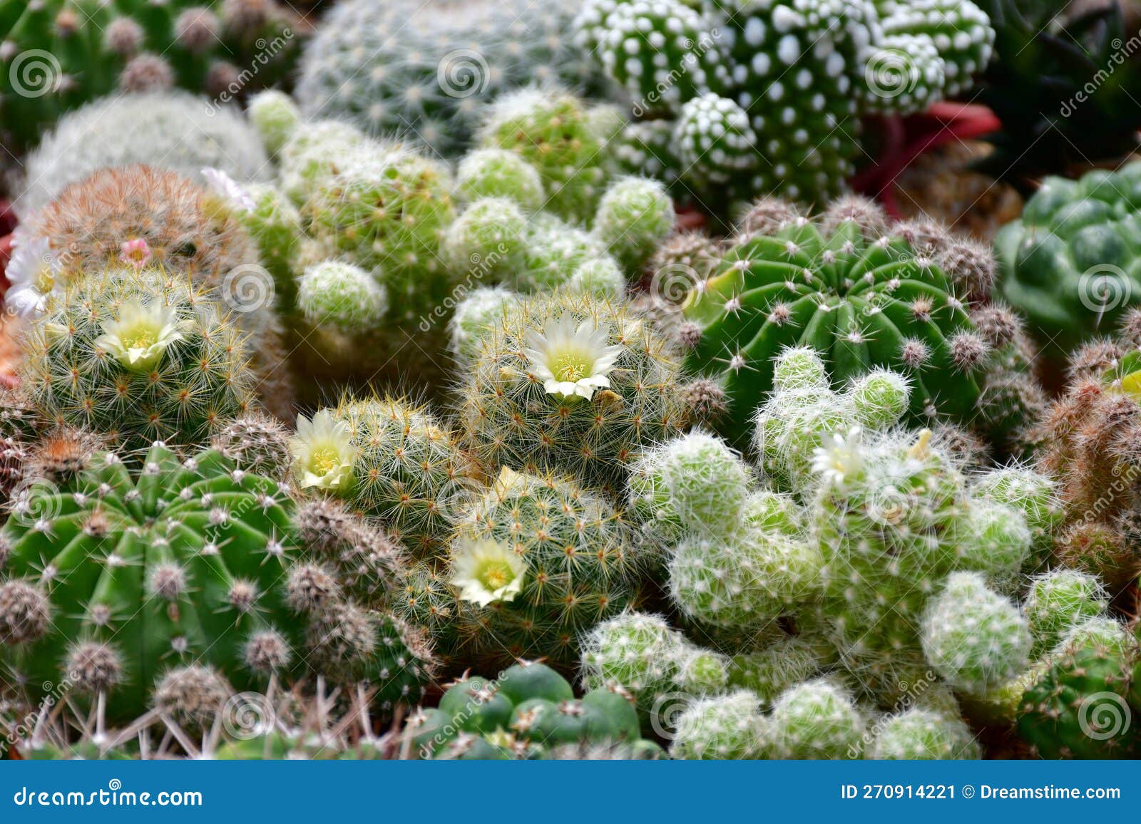 Mixed Cactus Background in the Open Cactus Farm Stock Image - Image of ...