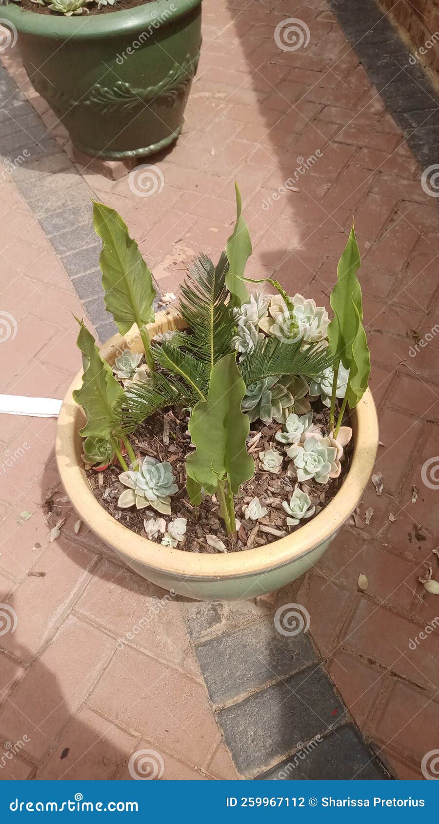 Mixed cactus plants stock photo. Image of houseplant - 259967112