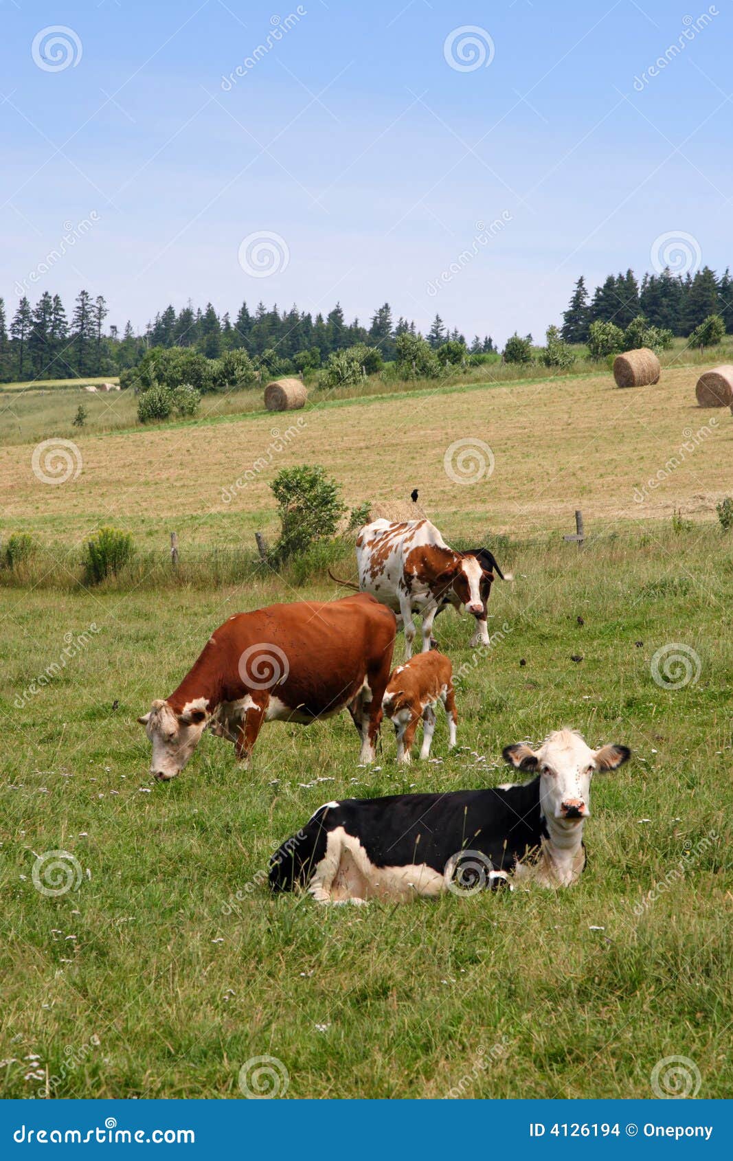 Mixed Cattle stock photo. Image of farm, farming, steer - 4126194