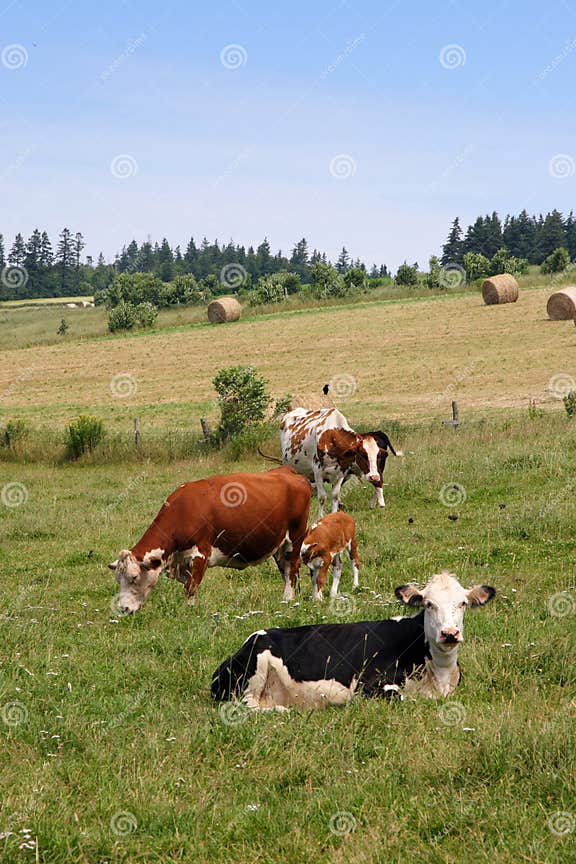 Mixed Cattle stock photo. Image of farm, farming, steer - 4126194