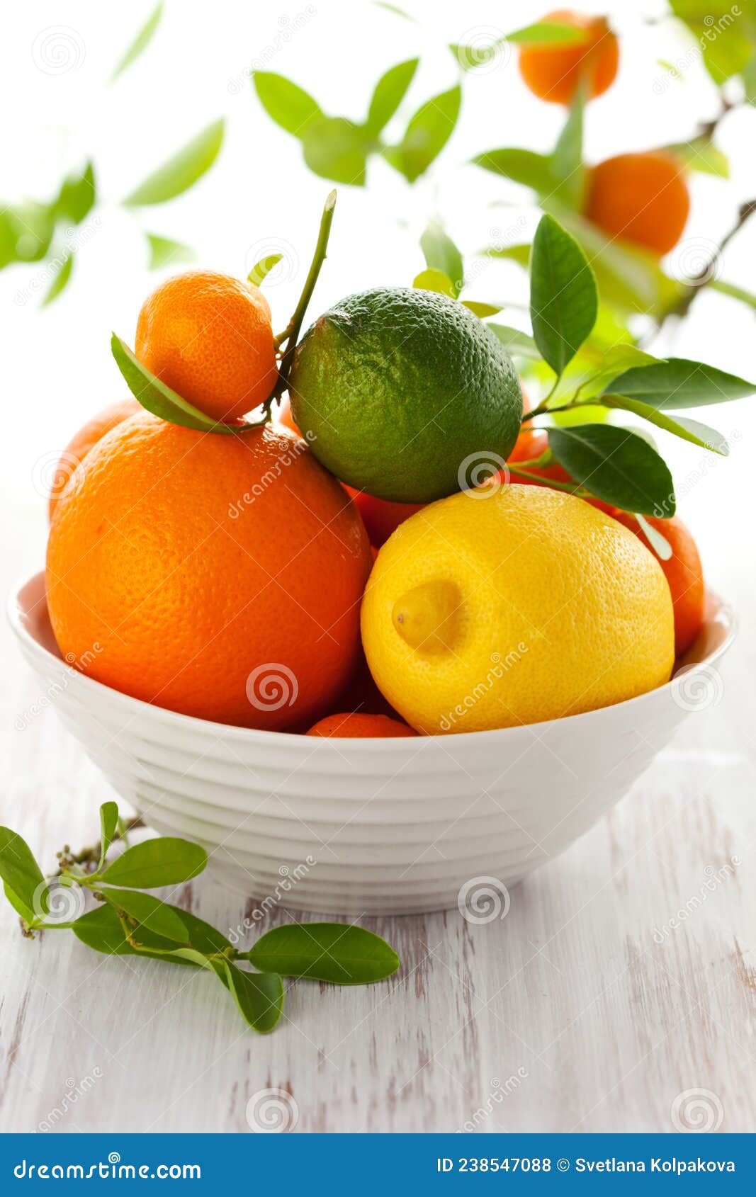 Mixed citrus fruit stock photo. Image of closeup, orange - 238547088