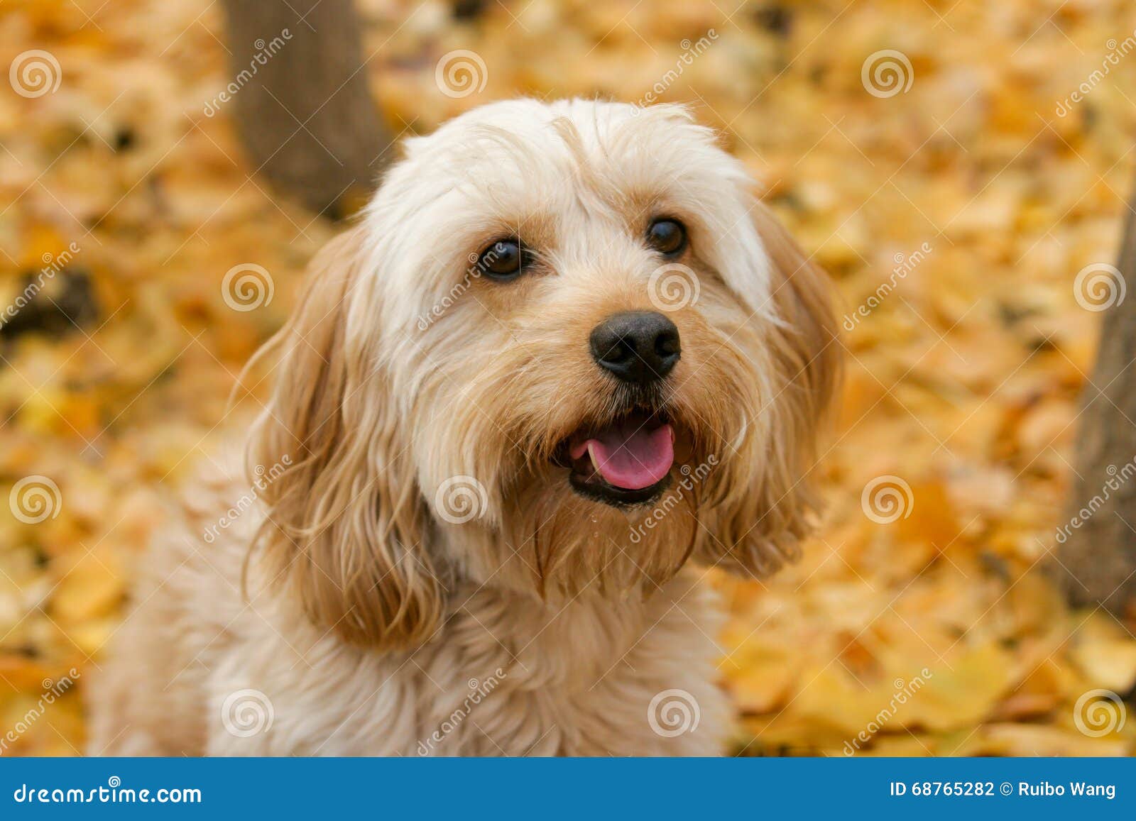 Mixed Cocker Spaniel stock photo. Image of cocker, mammal - 68765282
