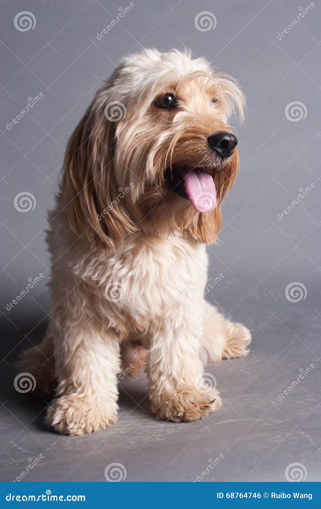 Mixed Cocker Spaniel stock photo. Image of puppy, lovely - 68764746