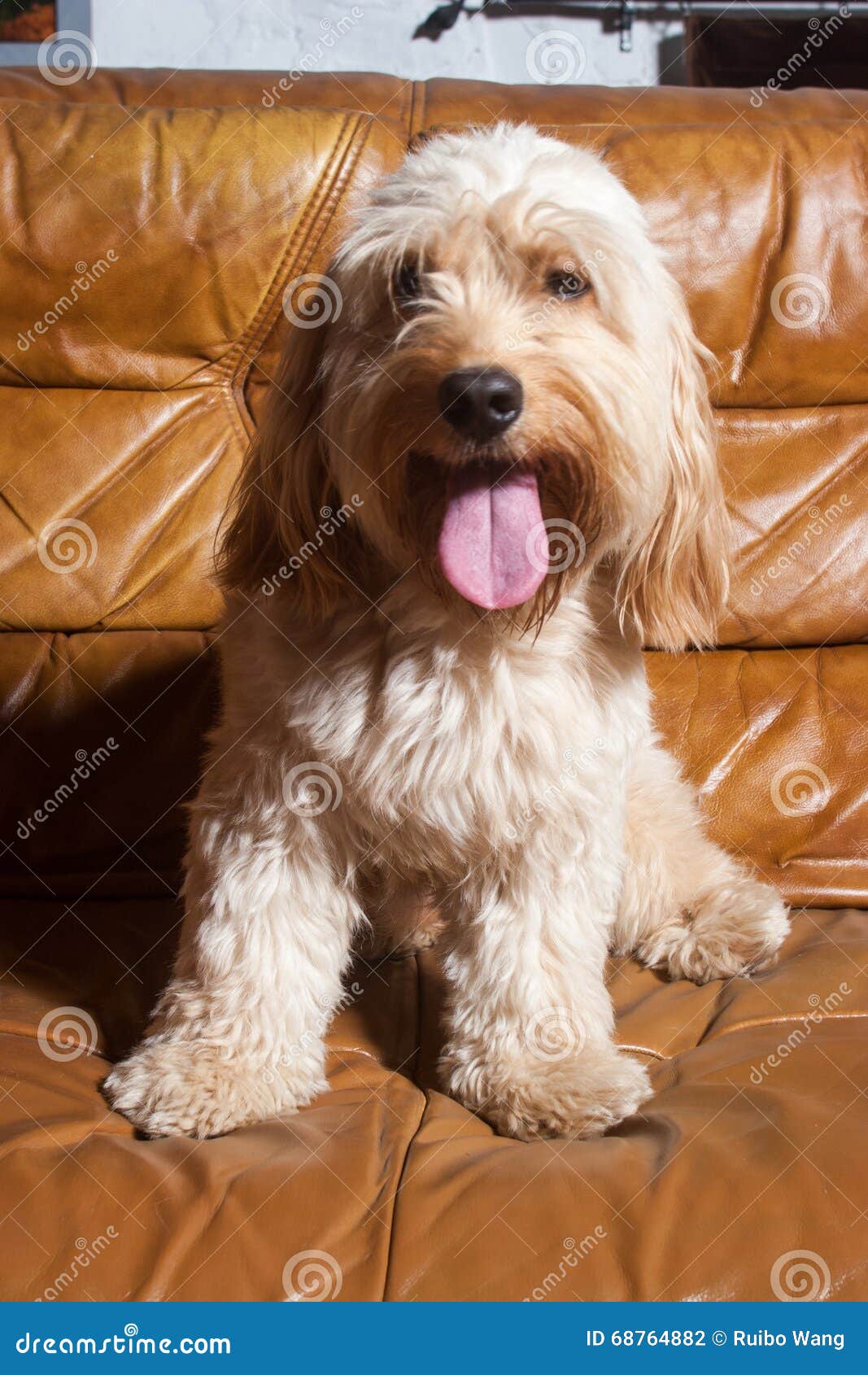 Mixed Cocker Spaniel stock photo. Image of purebred, attractive - 68764882
