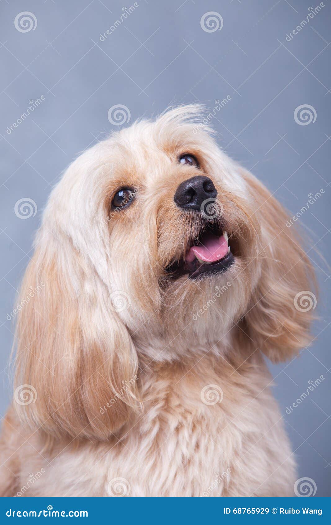 Mixed Cocker Spaniel stock image. Image of charming, happy - 68765929