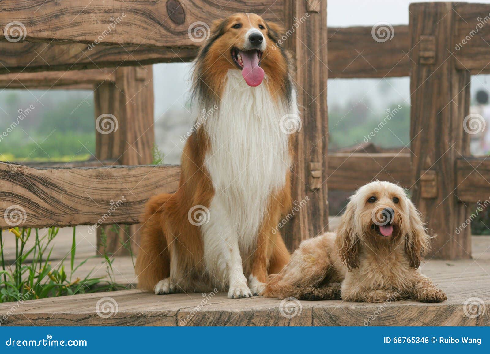 Mixed Cocker Spaniel and Rough Collie Stock Photo - Image of dogs ...